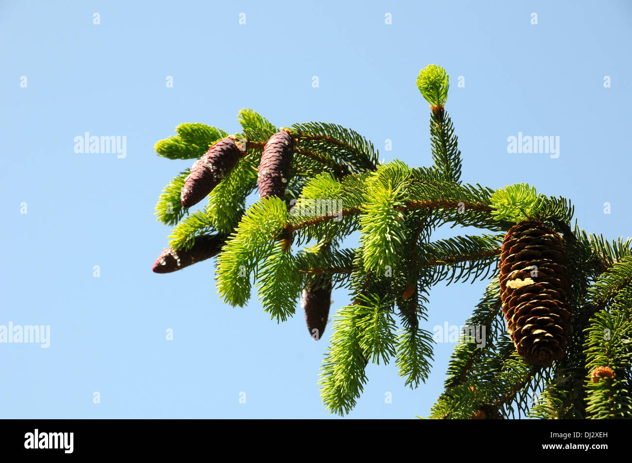 Junge fichten -Fotos und -Bildmaterial in hoher Auflösung – Alamy