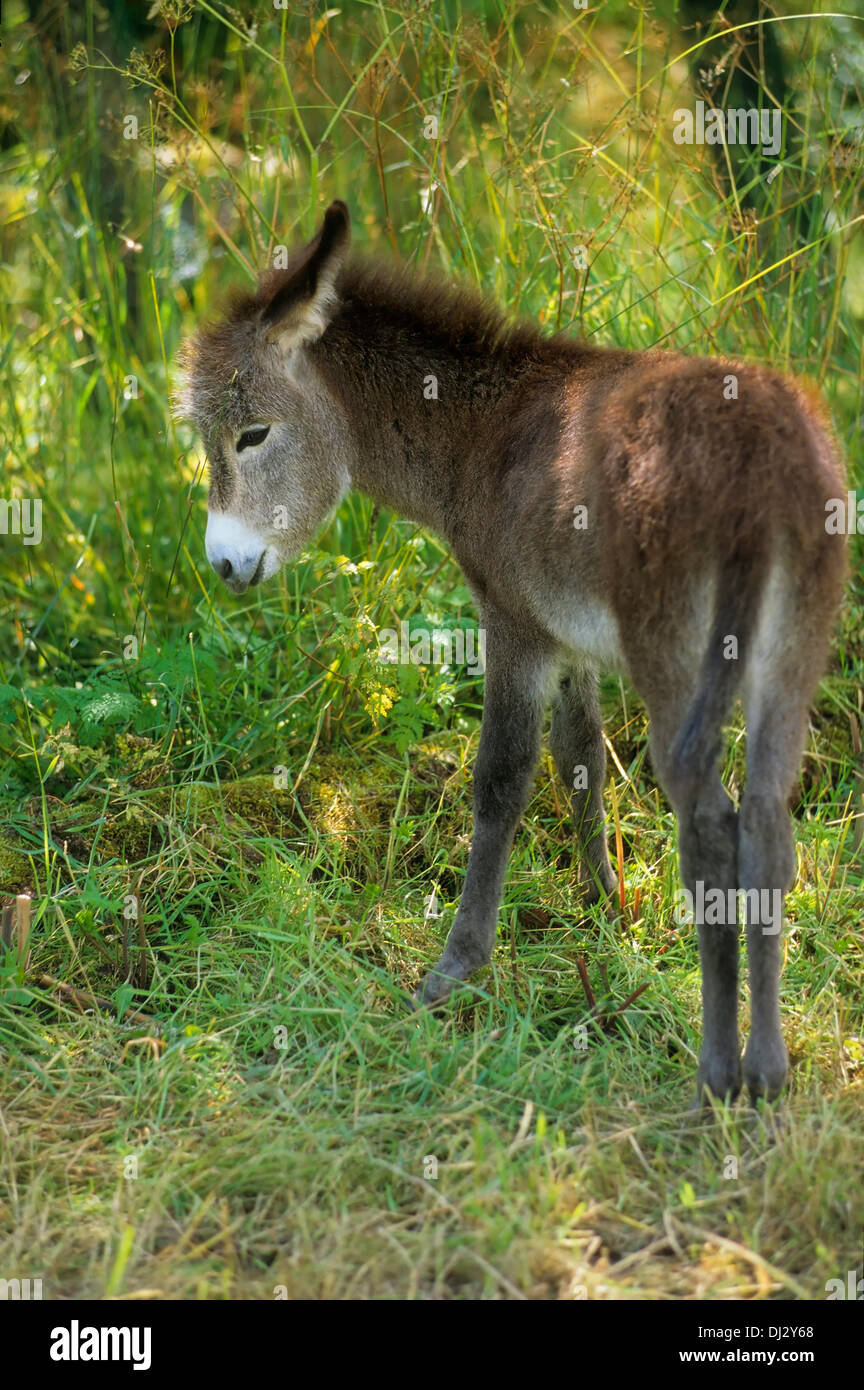 Schreiender esel -Fotos und -Bildmaterial in hoher Auflösung – Alamy
