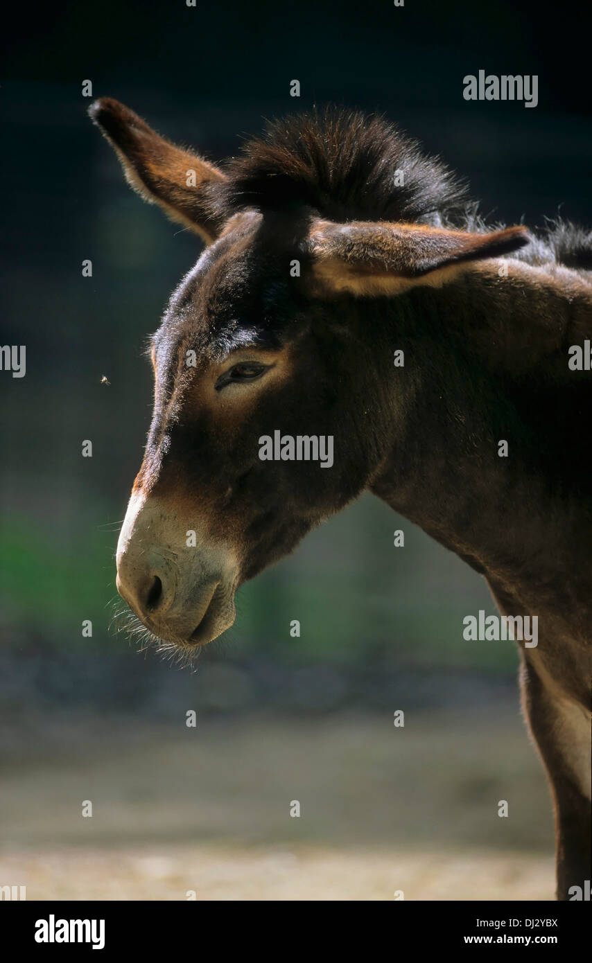 Esel, Hausesel, Esel, Hausesel (Equus Asinus Asinus Stockfotografie - Alamy