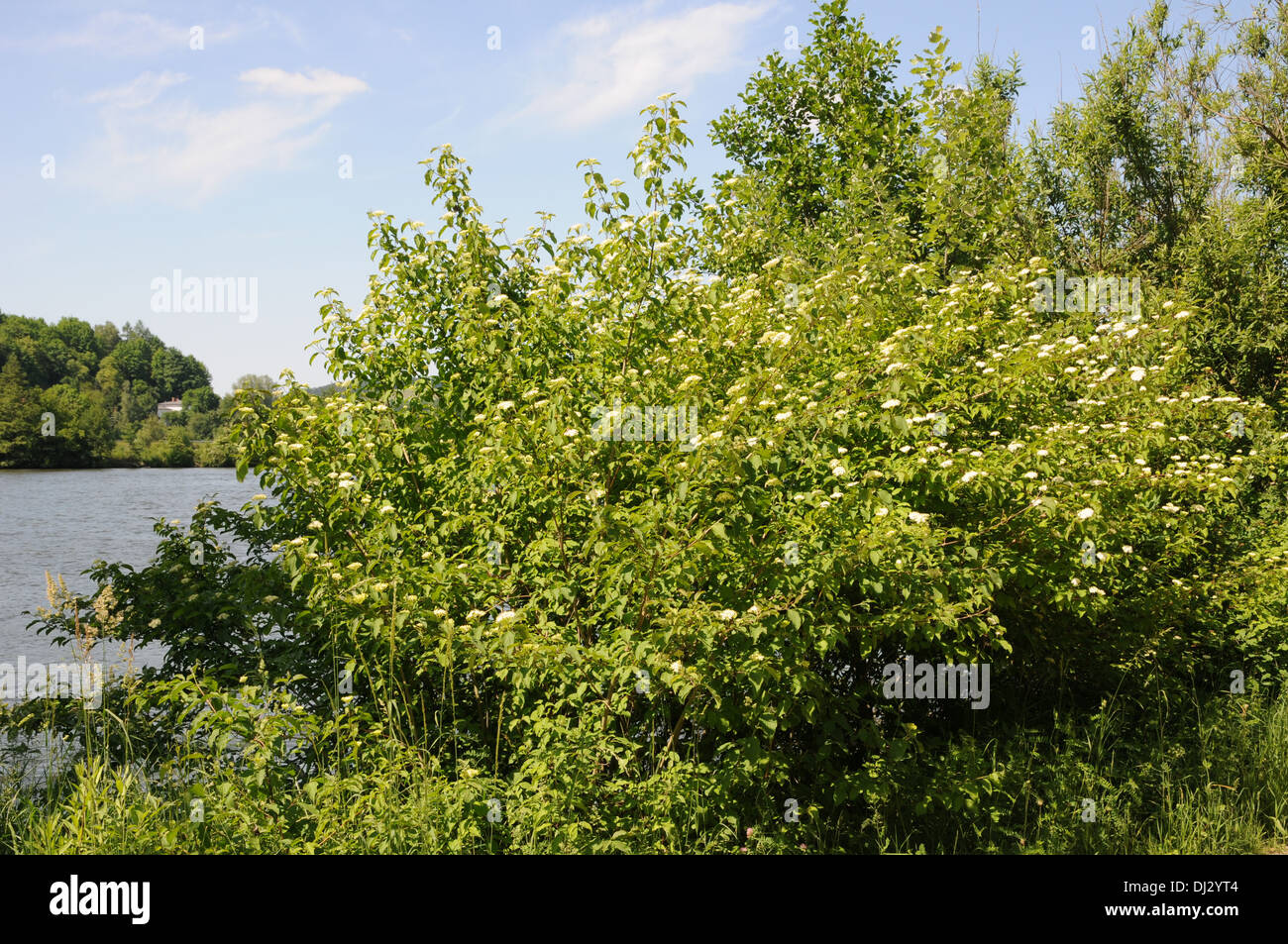 Cornus sanguinea garten -Fotos und -Bildmaterial in hoher Auflösung – Alamy