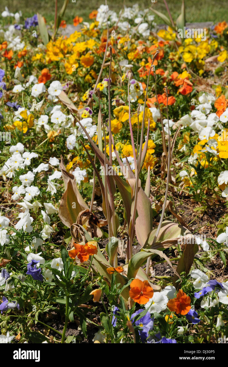 Welke blume -Fotos und -Bildmaterial in hoher Auflösung – Alamy