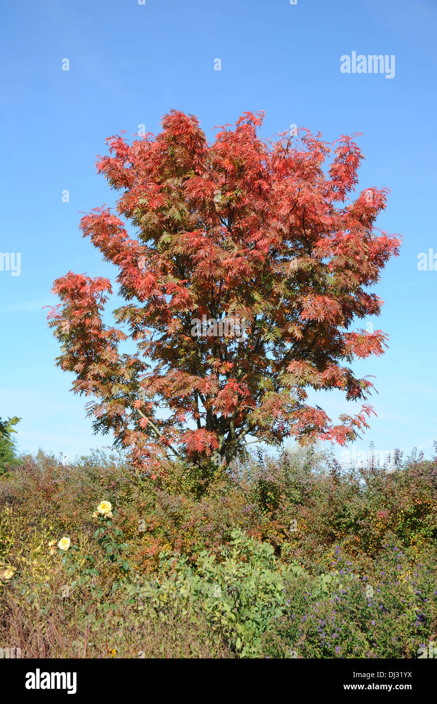 Sorbus Commixta Japanese Rowan Tree Stockfotos und -bilder Kaufen - Alamy