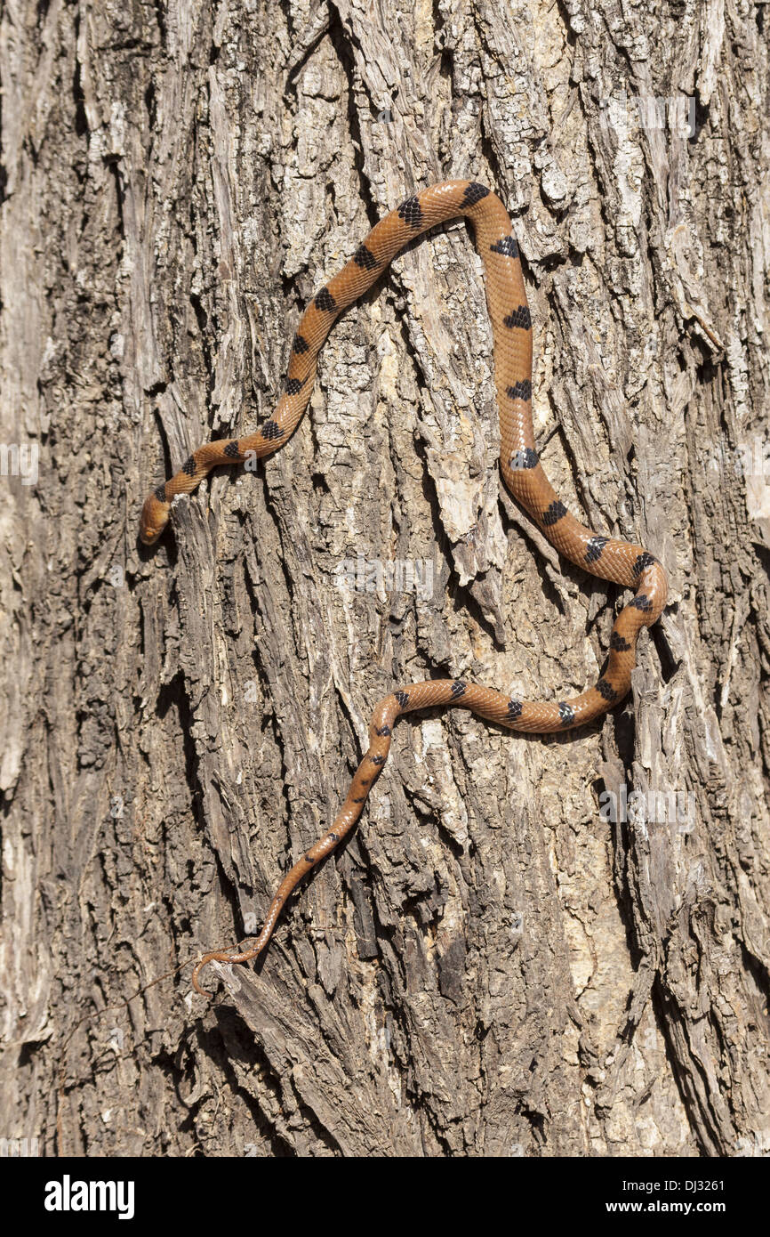 Eigentliche nattern -Fotos und -Bildmaterial in hoher Auflösung – Alamy