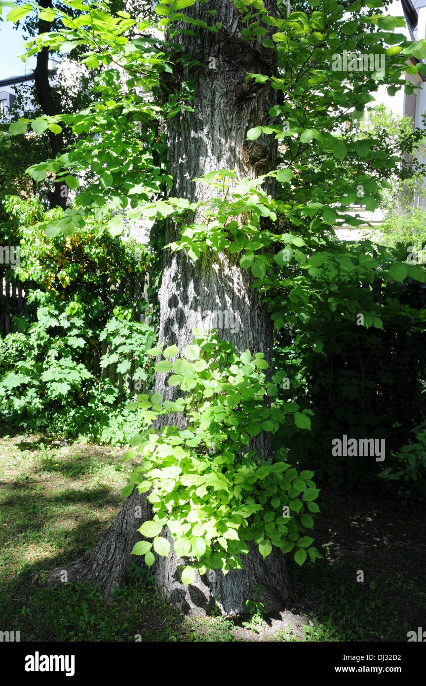 Ulmus scabra -Fotos und -Bildmaterial in hoher Auflösung – Alamy