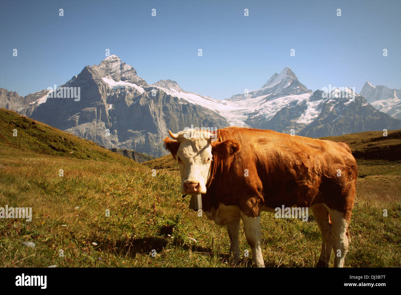 Schweizer alpen kuh -Fotos und -Bildmaterial in hoher Auflösung – Alamy