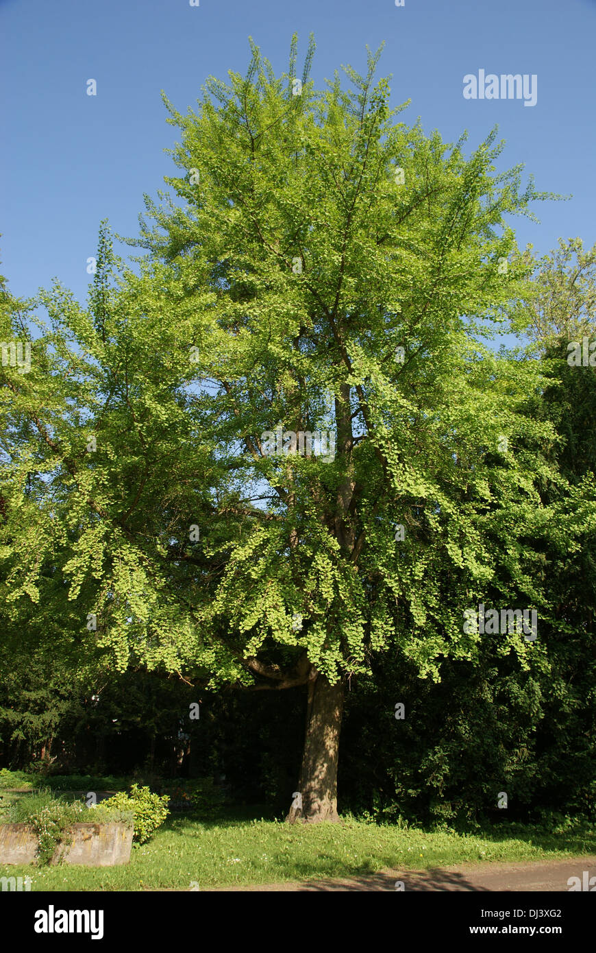 Baum ginkgo biloba -Fotos und -Bildmaterial in hoher Auflösung – Alamy