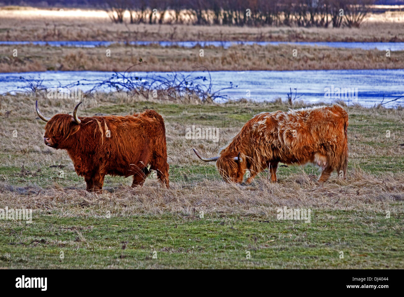 Galloway Rinder Stockfotos und -bilder Kaufen - Alamy