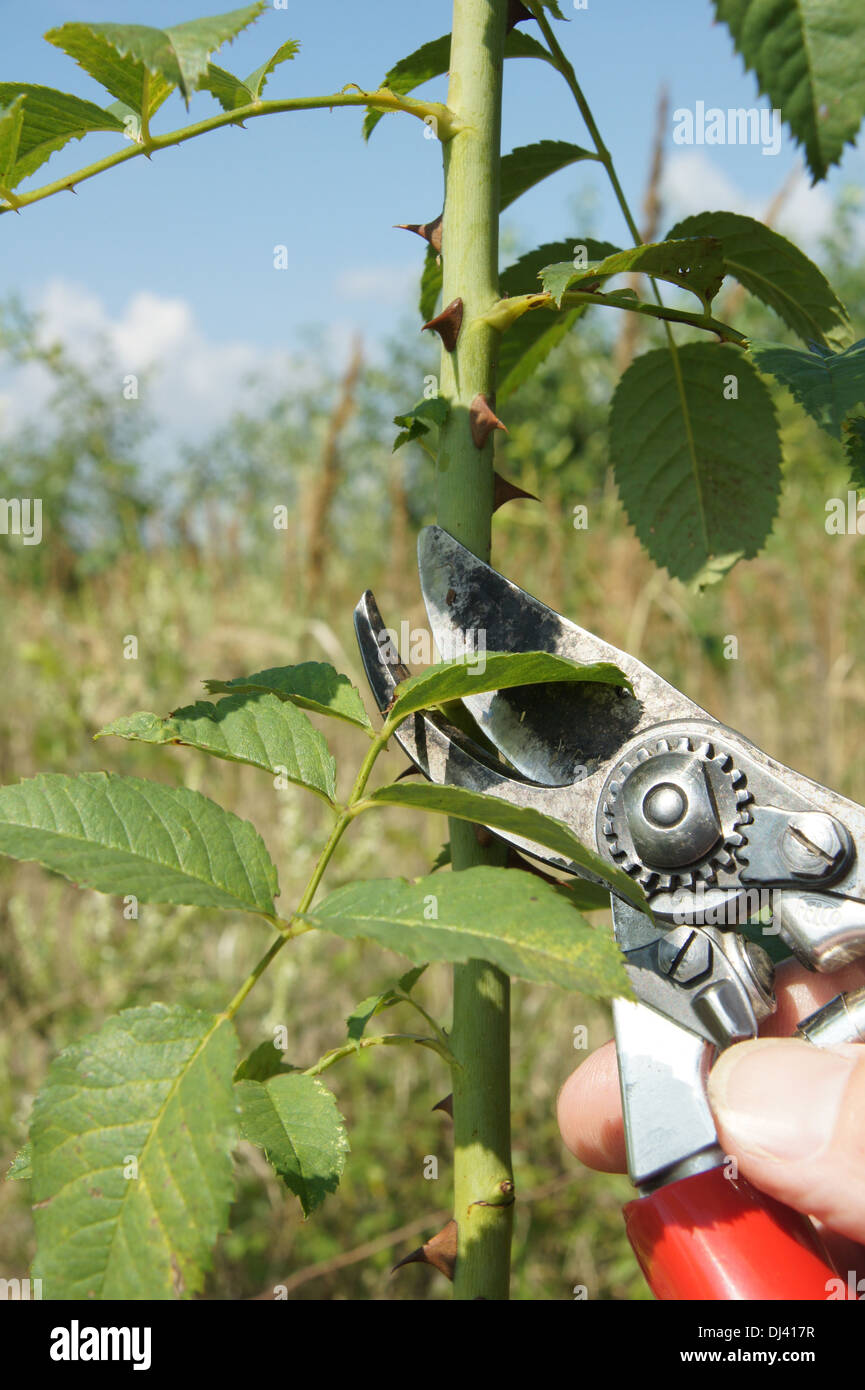 Pflanzen Veredeln Stockfotos und -bilder Kaufen - Alamy