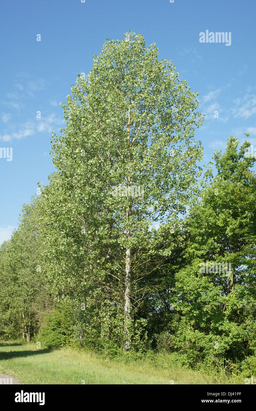 Populus x canadensis -Fotos und -Bildmaterial in hoher Auflösung – Alamy
