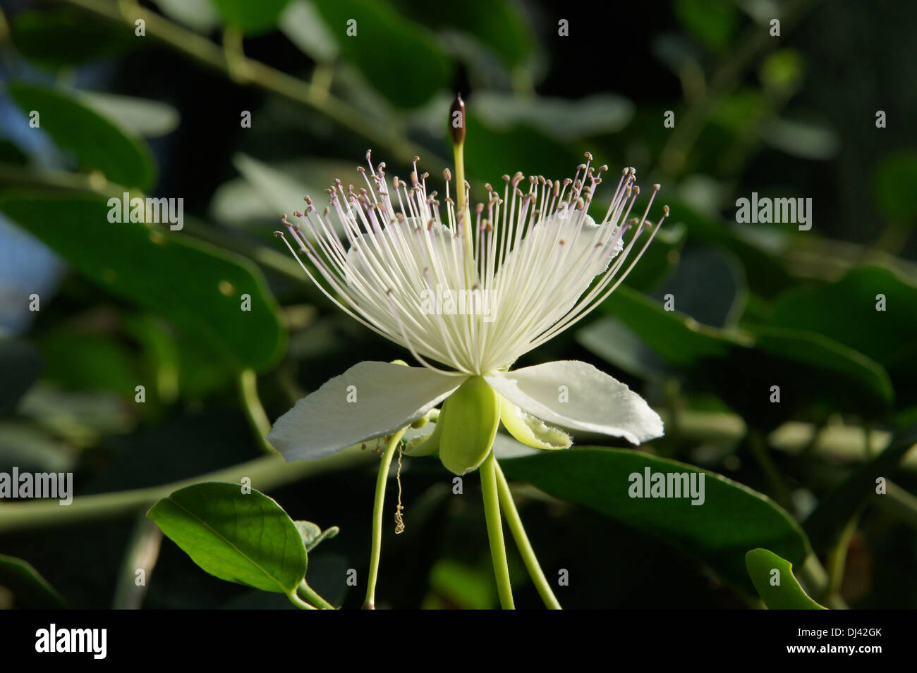 Capparis baum -Fotos und -Bildmaterial in hoher Auflösung – Alamy