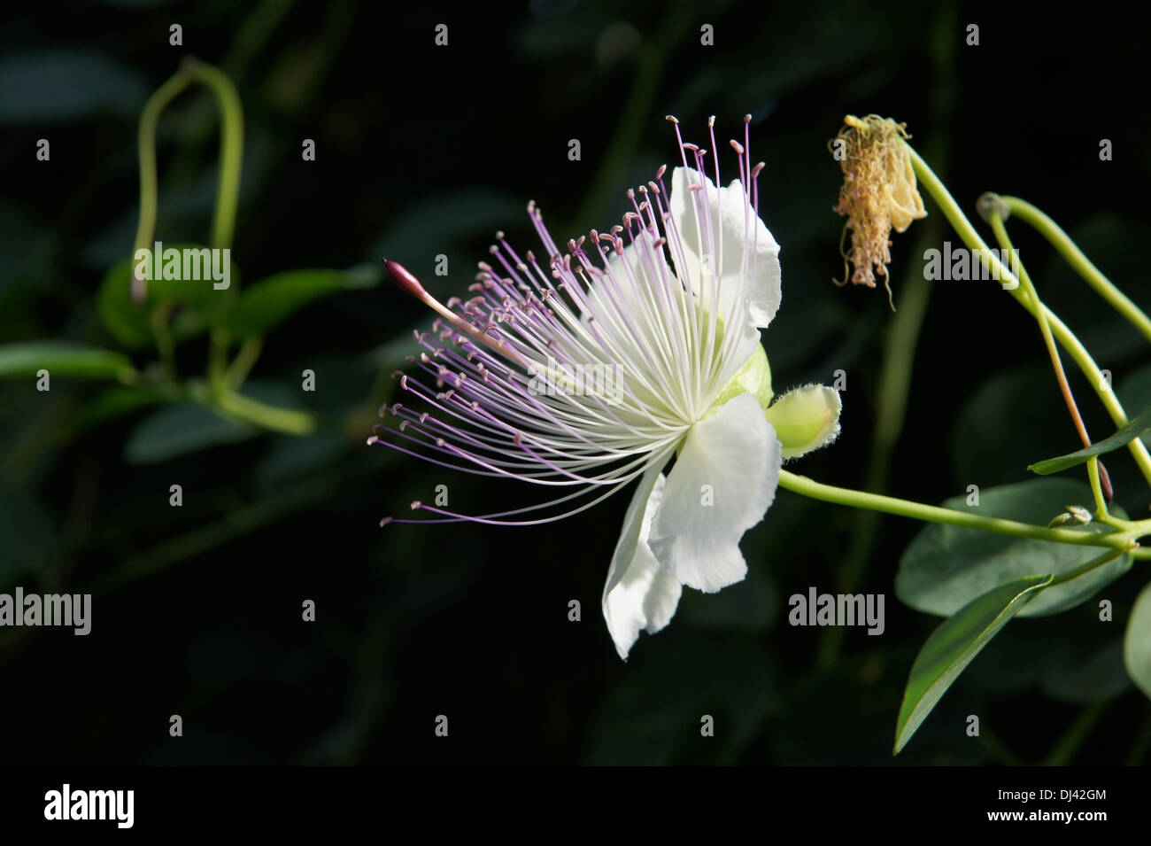 Capparis baum -Fotos und -Bildmaterial in hoher Auflösung – Alamy
