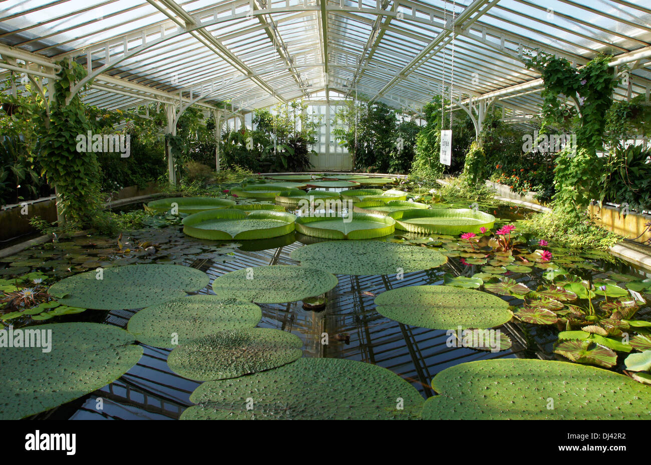 Victoria seerosen victoria regia Stockfotos und -bilder Kaufen - Alamy
