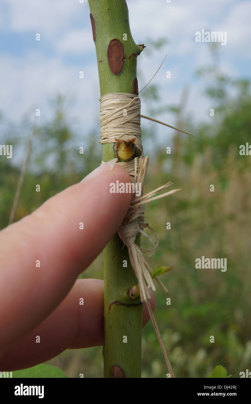 Rose okulieren -Fotos und -Bildmaterial in hoher Auflösung – Alamy