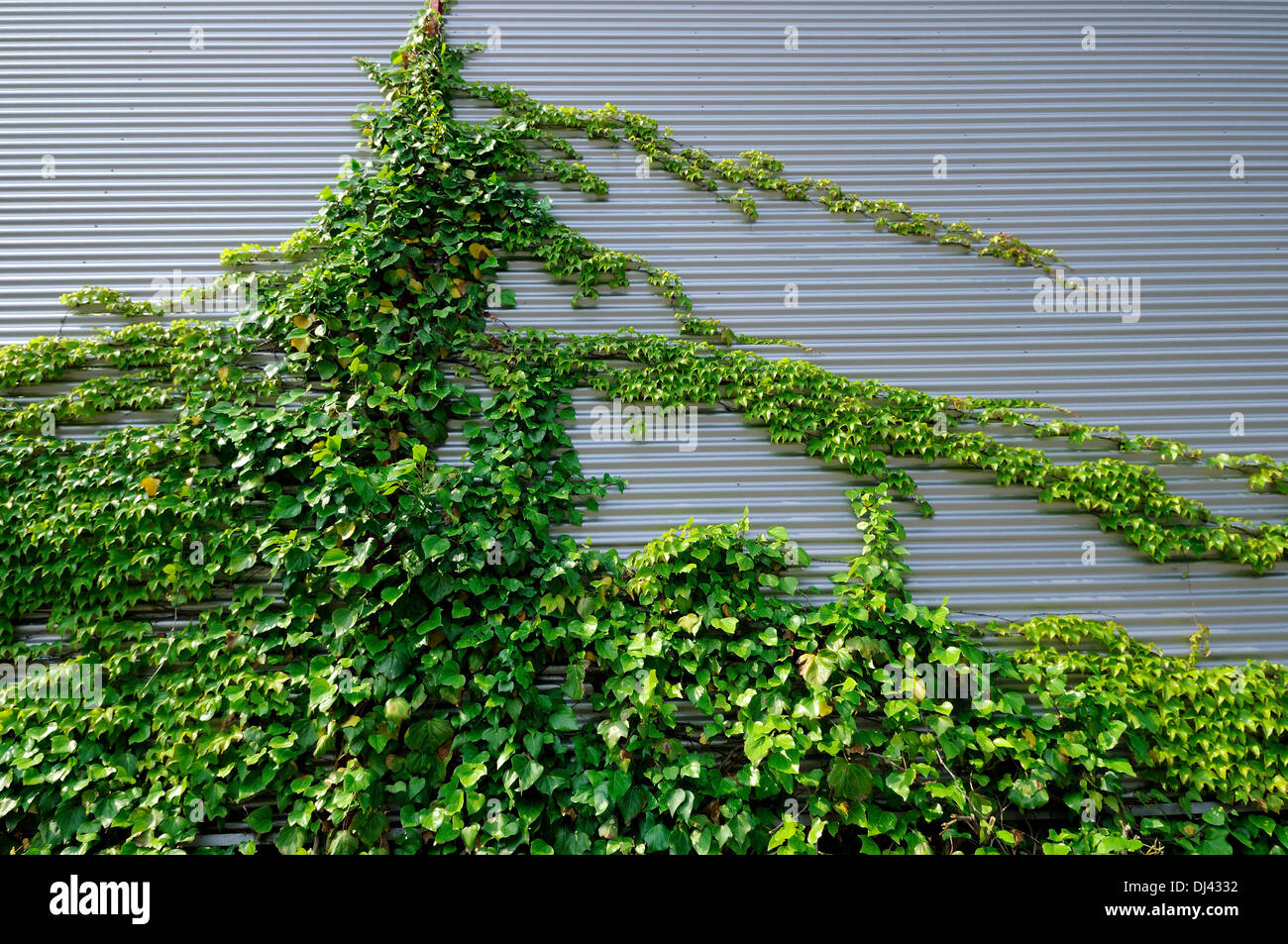 Efeu wand -Fotos und -Bildmaterial in hoher Auflösung – Alamy