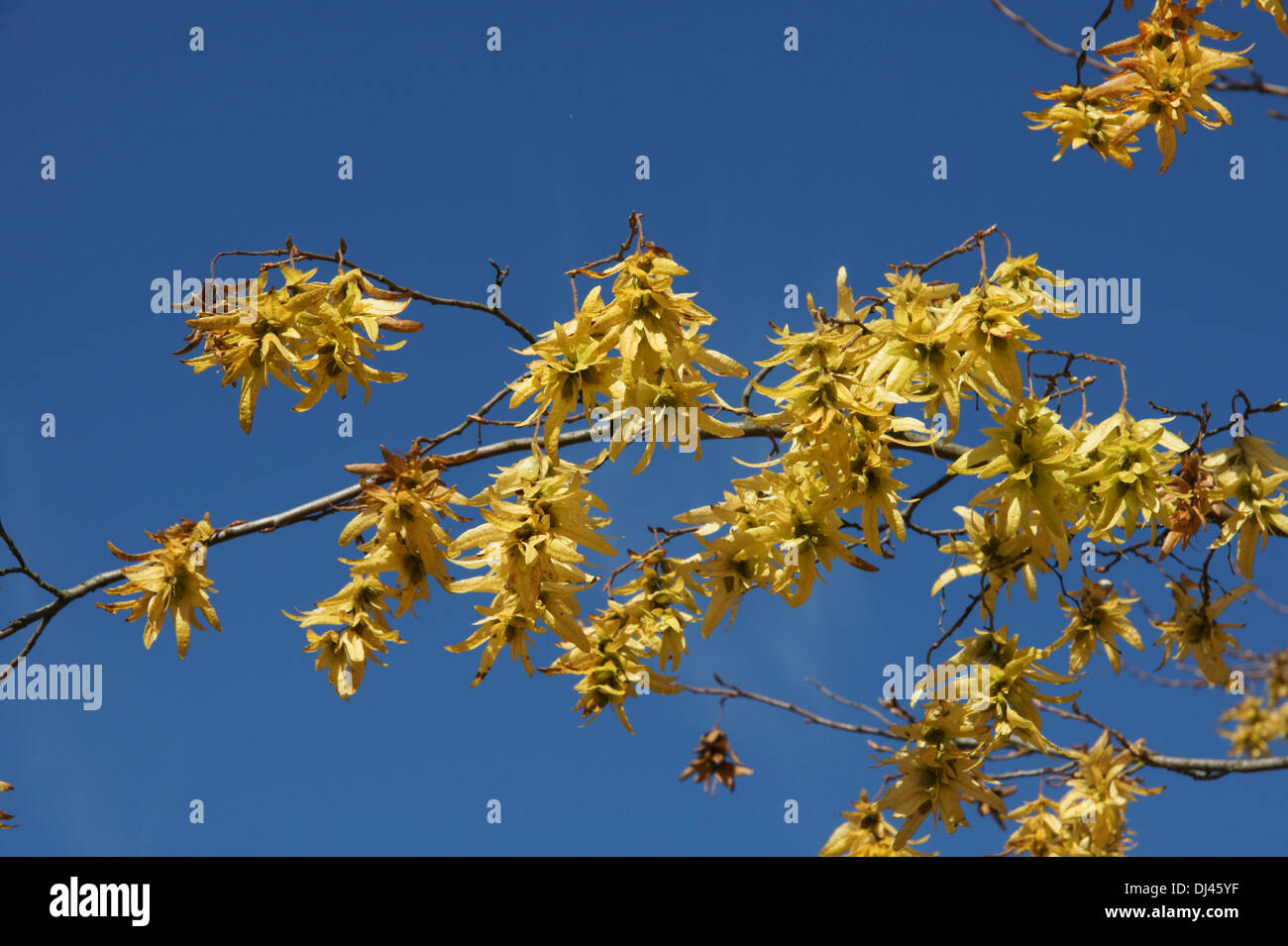 Carpinus Betulus, Hainbuche, Weißbuche Stockfotografie - Alamy
