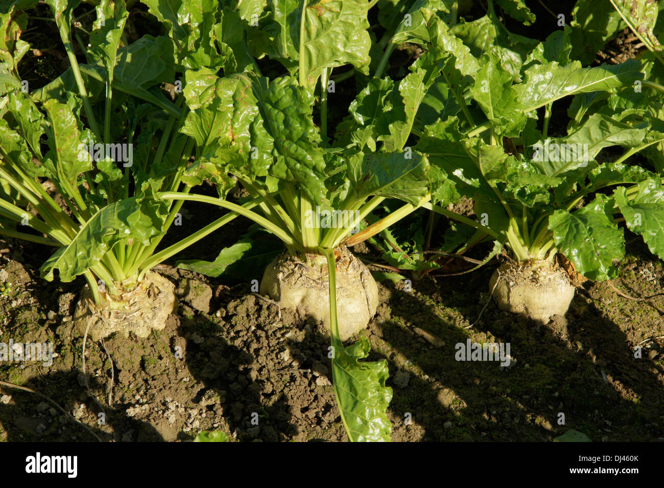Beta Vulgaris, Zuckerrüben, Zuckerrüben Stockfotografie - Alamy