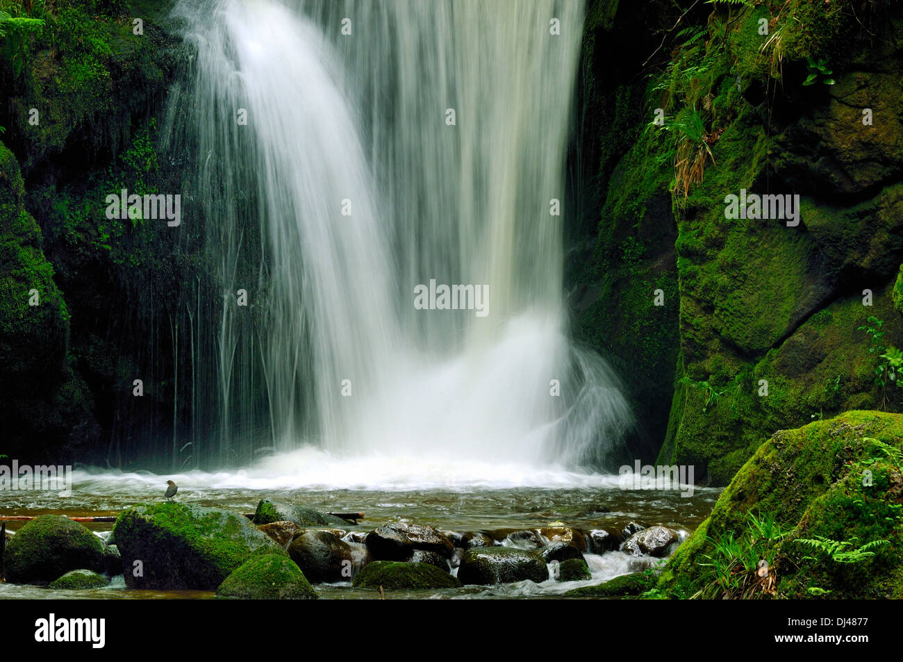 Geroldsauer Wasserfall Schwarzwald Deutschland Stockfotografie - Alamy