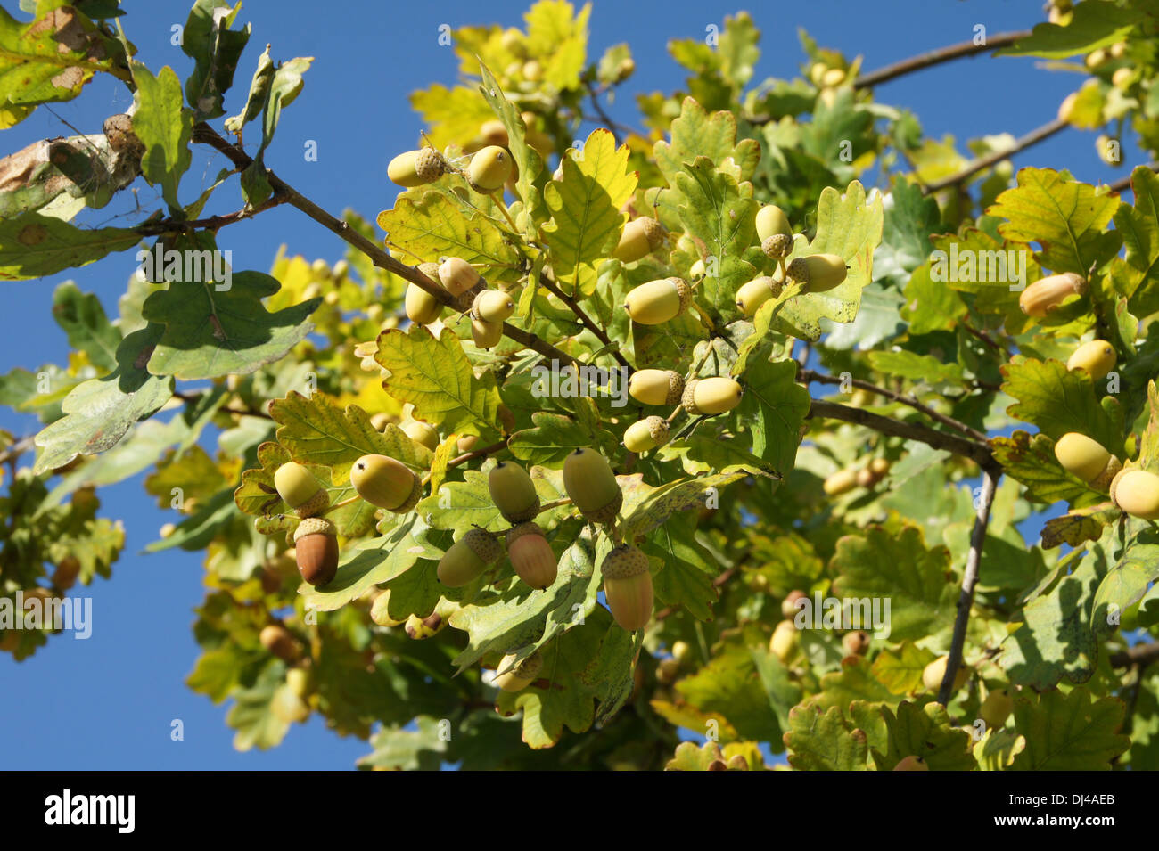 Eichel deutsche eiche -Fotos und -Bildmaterial in hoher Auflösung – Alamy