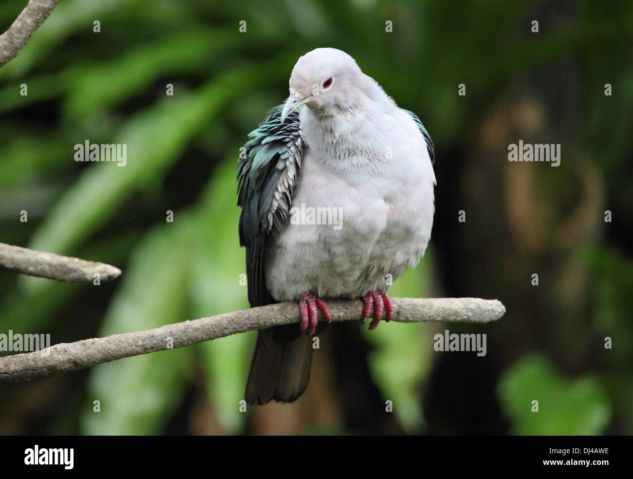 Tauben tier Stockfotos und -bilder Kaufen - Alamy