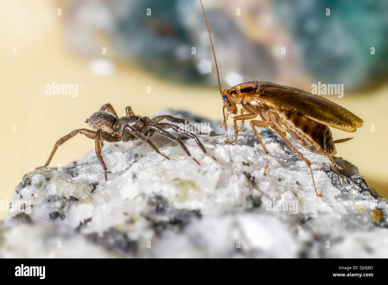 Deutsche schabe blattella germanica -Fotos und -Bildmaterial in hoher ...