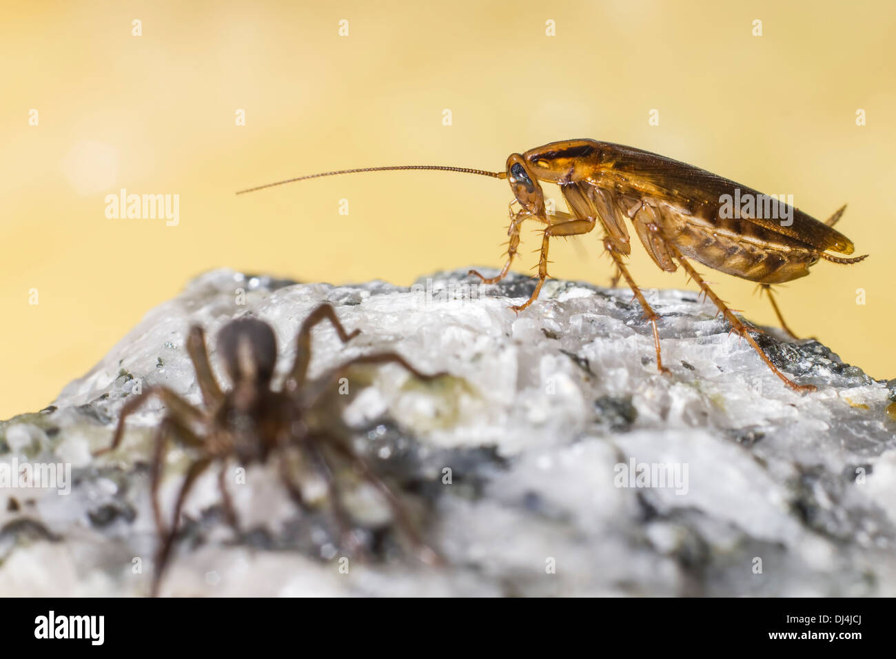 Deutsche schabe blattella germanica -Fotos und -Bildmaterial in hoher ...