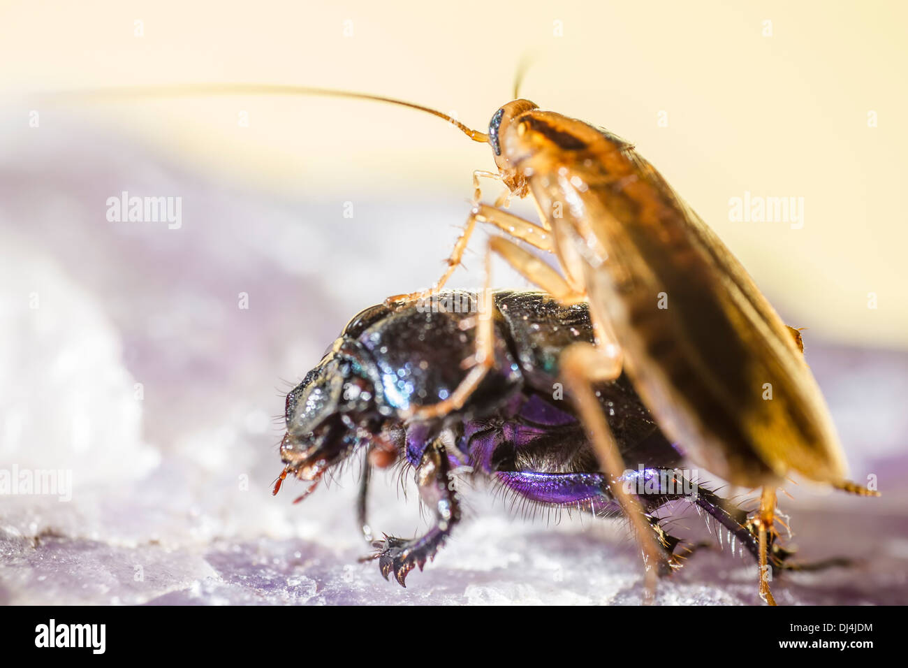 Blattella germanica -Fotos und -Bildmaterial in hoher Auflösung – Alamy
