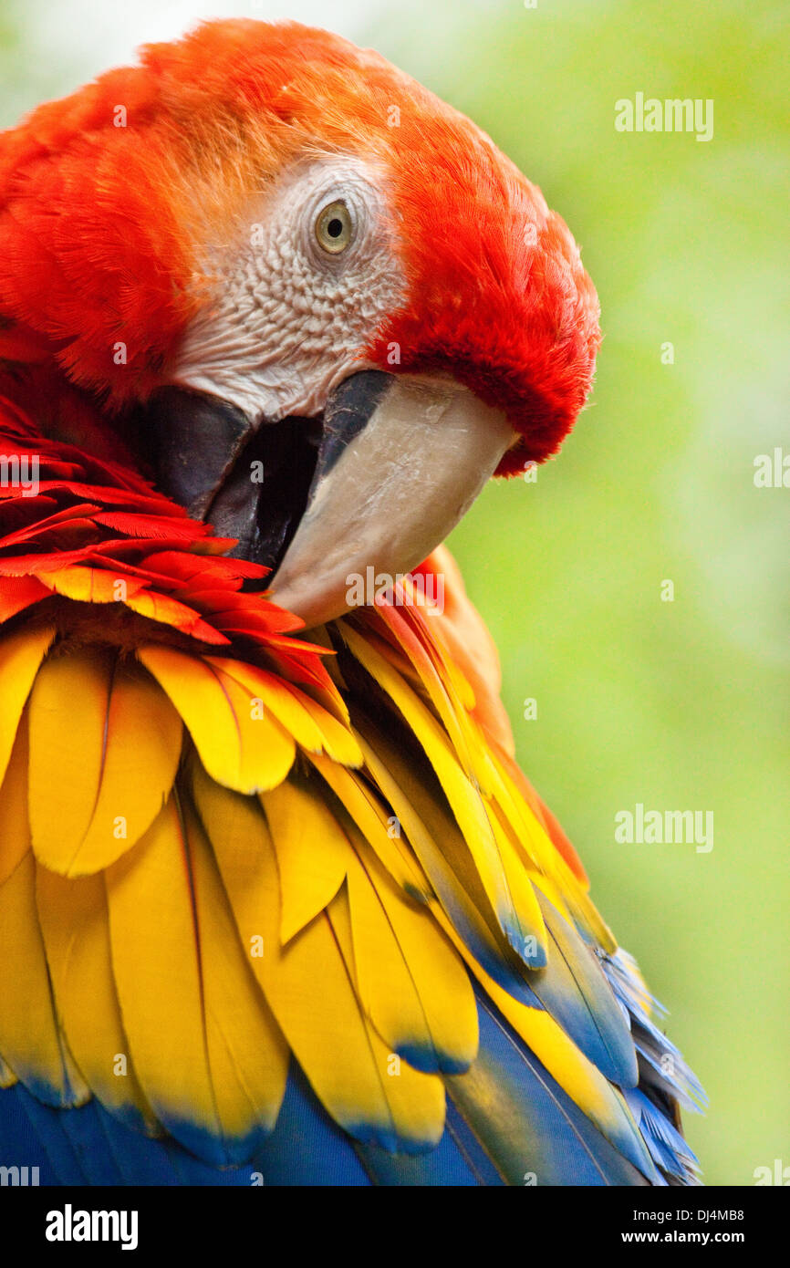 Ara rot -Fotos und -Bildmaterial in hoher Auflösung – Alamy