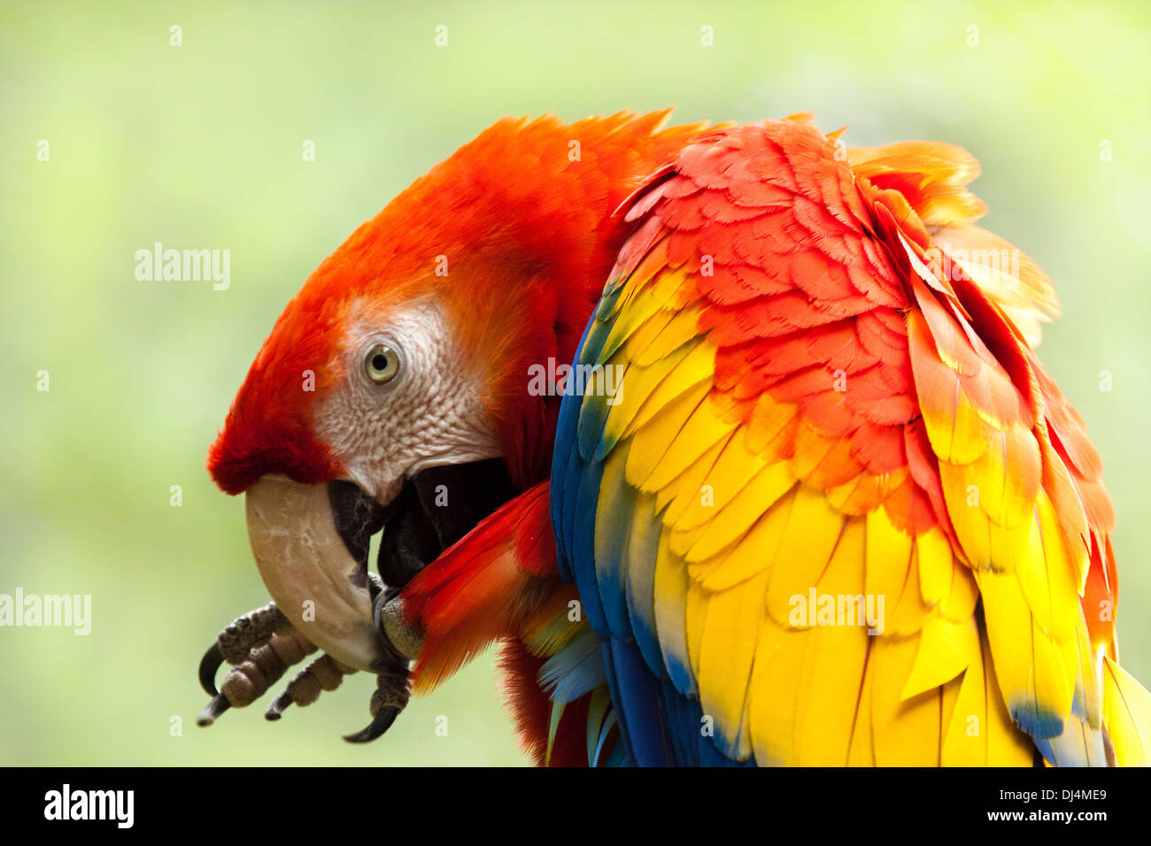 Ara rot -Fotos und -Bildmaterial in hoher Auflösung – Alamy