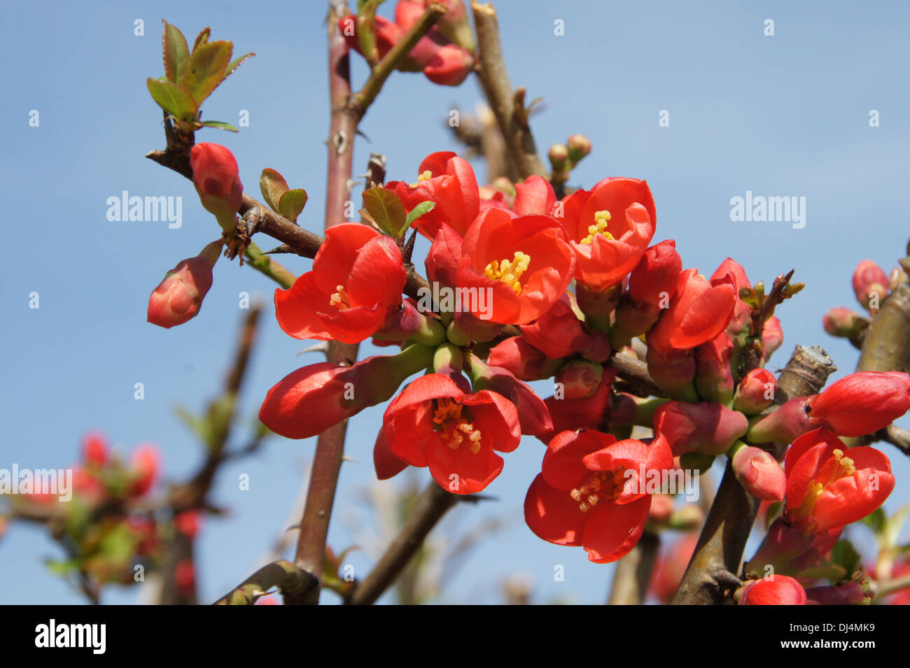 Japanese zierquitte -Fotos und -Bildmaterial in hoher Auflösung – Alamy