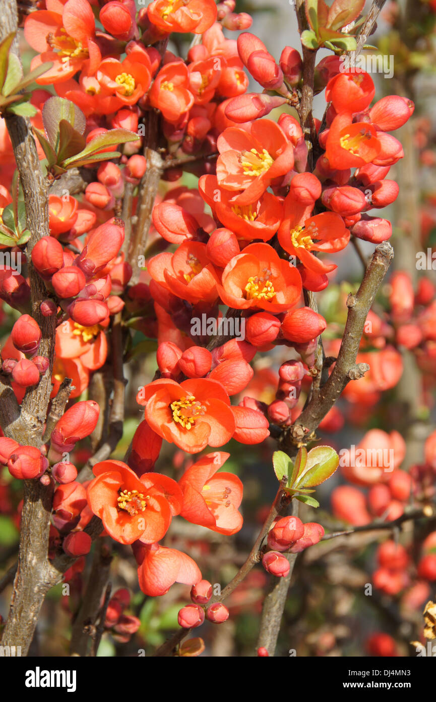 Japanische quitte -Fotos und -Bildmaterial in hoher Auflösung – Alamy