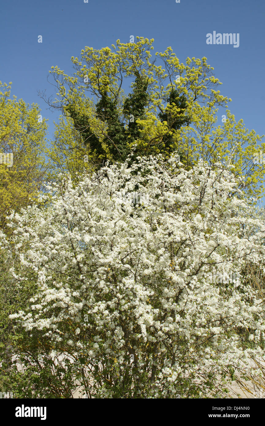 Schwarz dorn -Fotos und -Bildmaterial in hoher Auflösung – Alamy
