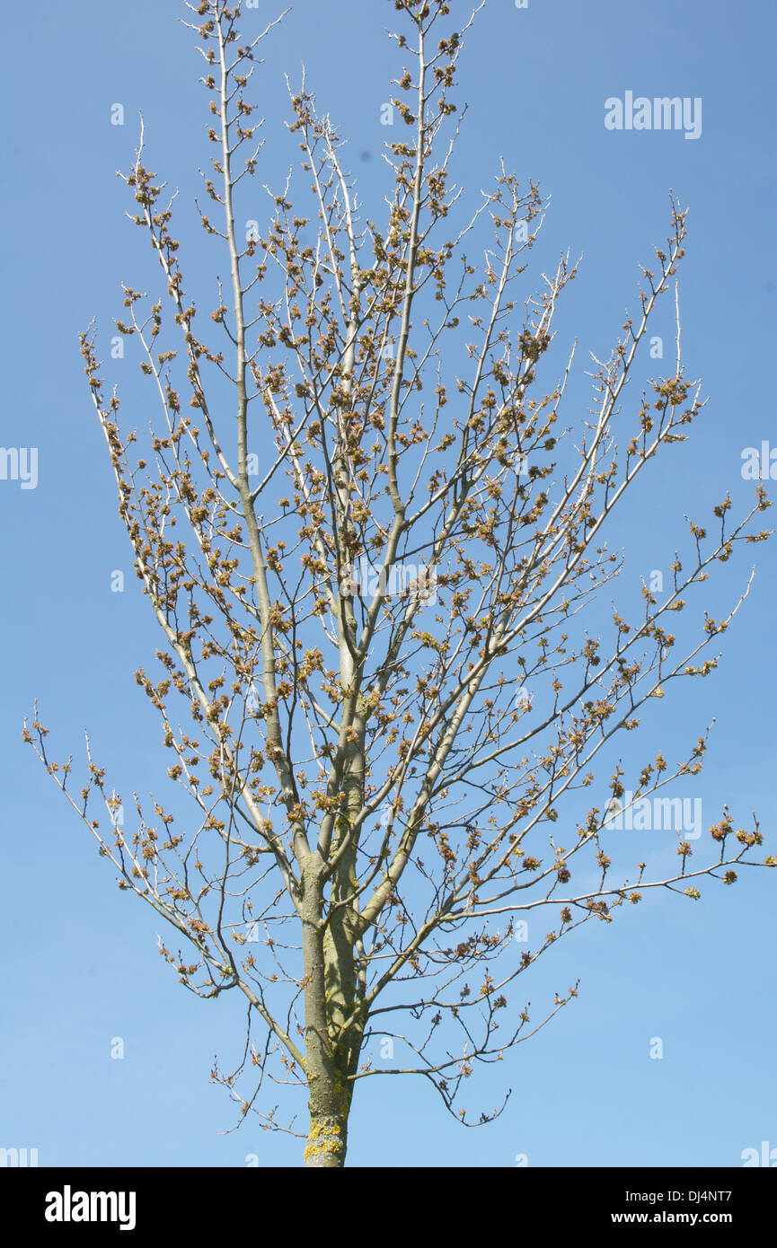 Field elm -Fotos und -Bildmaterial in hoher Auflösung – Alamy