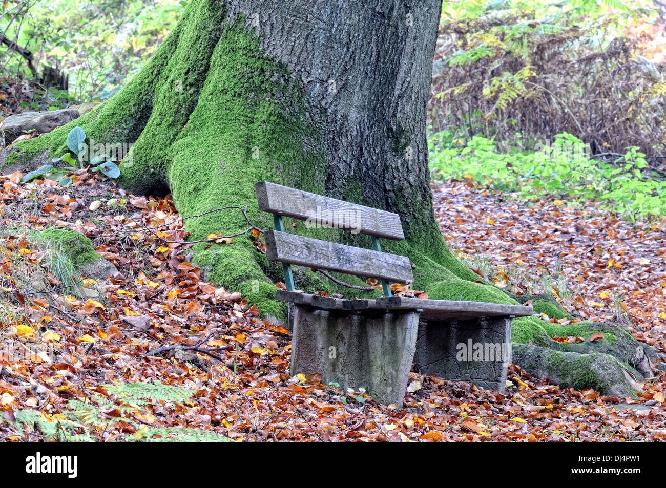 Ruhe unter dem baum -Fotos und -Bildmaterial in hoher Auflösung – Alamy