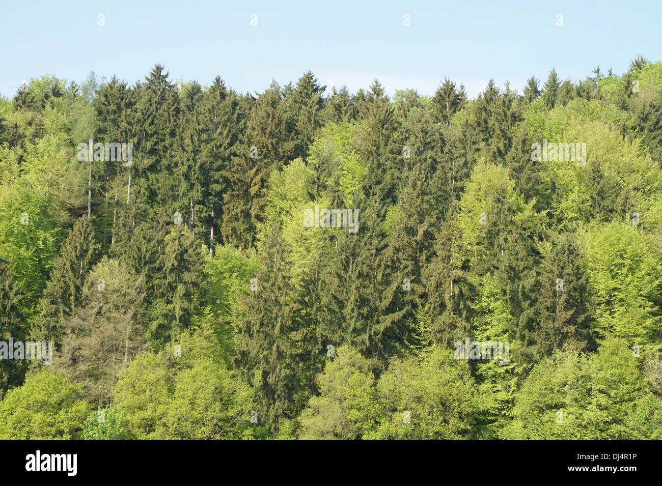 Norwegen fichten picea abies -Fotos und -Bildmaterial in hoher ...