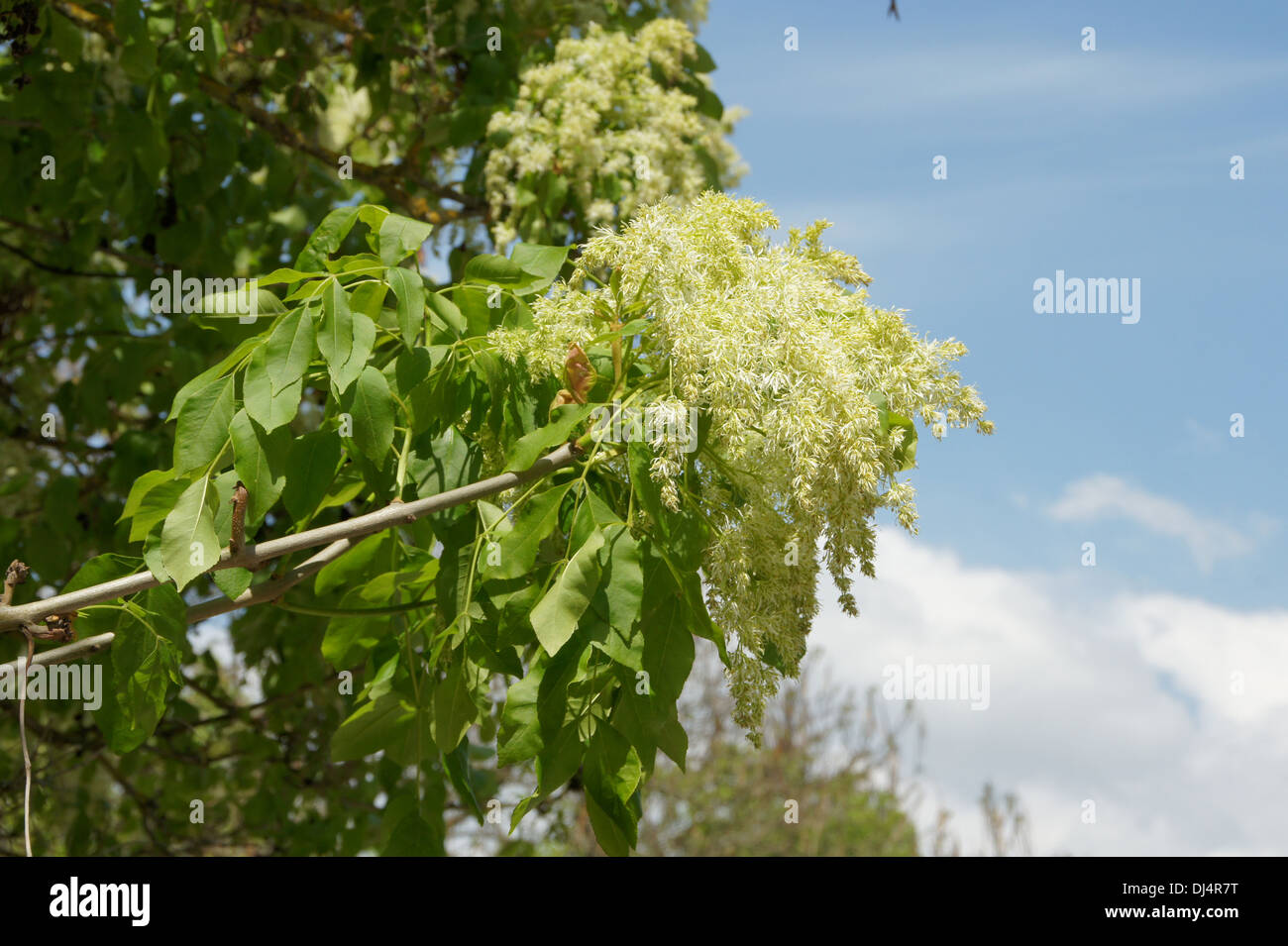 Manna esche -Fotos und -Bildmaterial in hoher Auflösung – Alamy