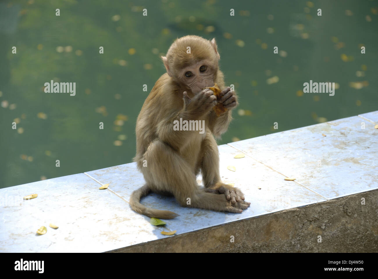 Rhesus affe -Fotos und -Bildmaterial in hoher Auflösung – Alamy