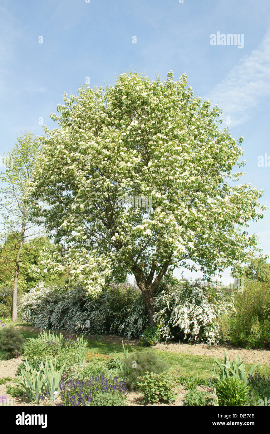 Chequer tree -Fotos und -Bildmaterial in hoher Auflösung – Alamy