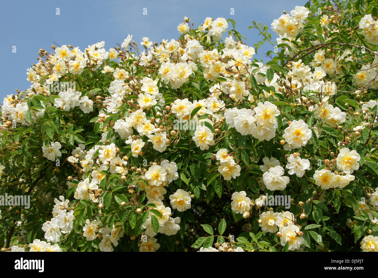 Shrub rose -Fotos und -Bildmaterial in hoher Auflösung – Alamy