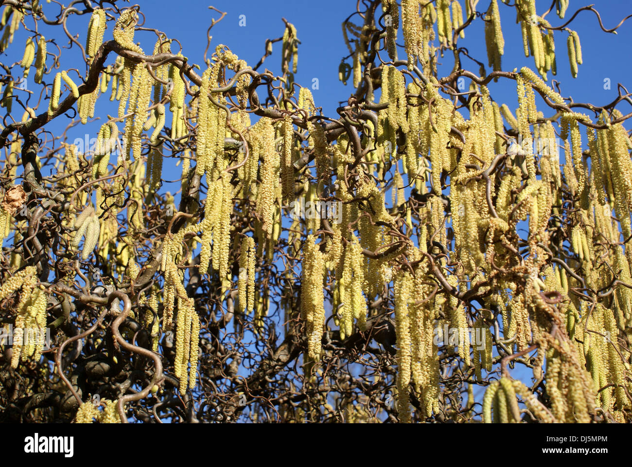 Corylus avellana contorta baum Stockfotos und -bilder Kaufen - Alamy