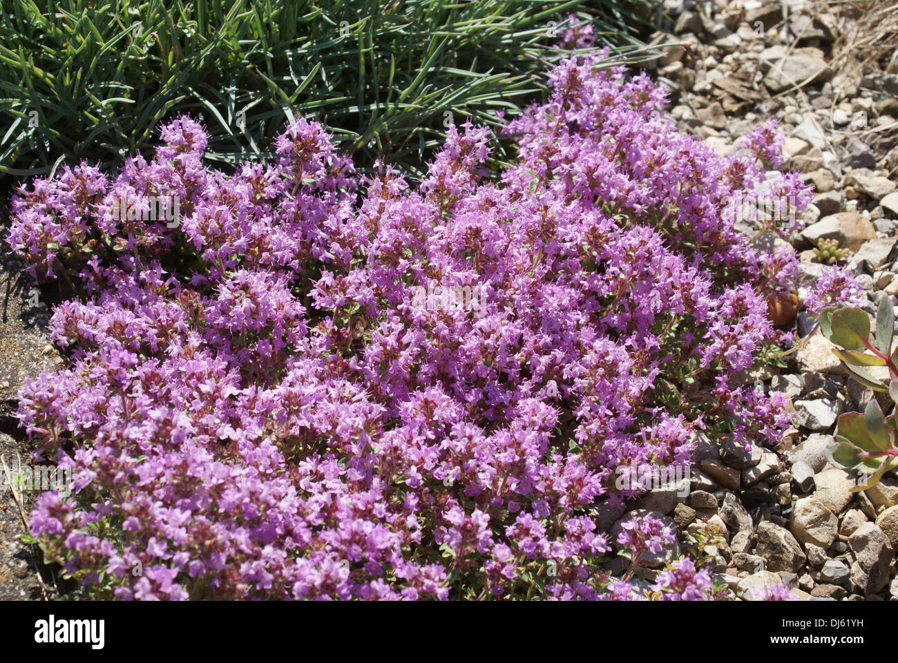 Thymus praecox coccineus -Fotos und -Bildmaterial in hoher Auflösung ...