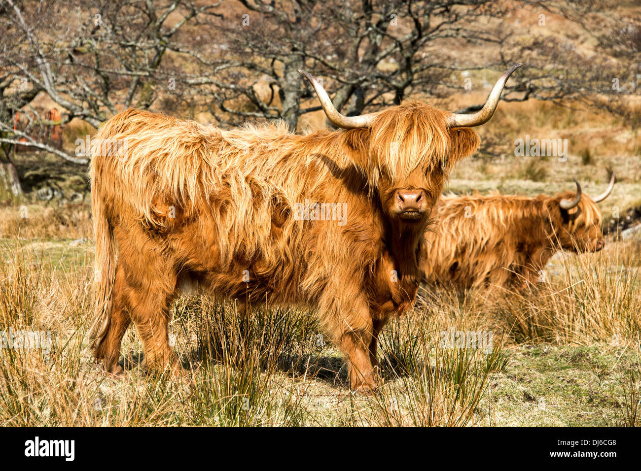 Hairy cattle -Fotos und -Bildmaterial in hoher Auflösung – Alamy
