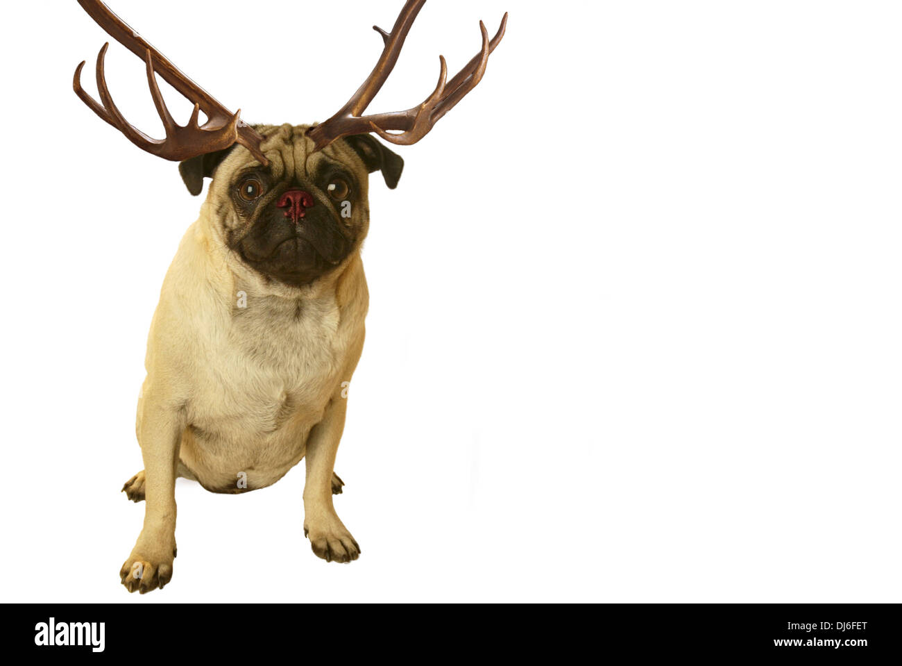 Rentier rudolf Ausgeschnittene Stockfotos und -bilder - Alamy