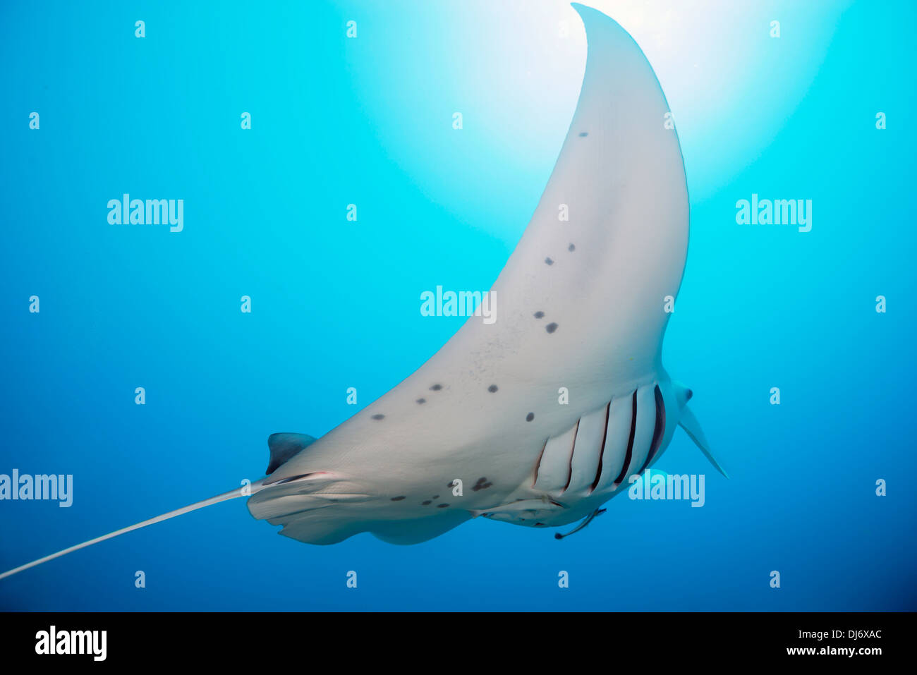 Strahlen palau tauchen mikronesien pazifik -Fotos und -Bildmaterial in ...