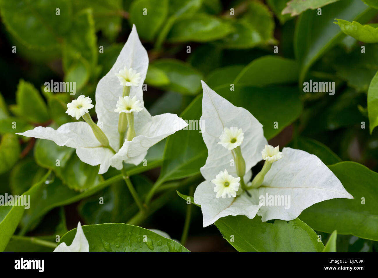 Miss singapore -Fotos und -Bildmaterial in hoher Auflösung – Alamy