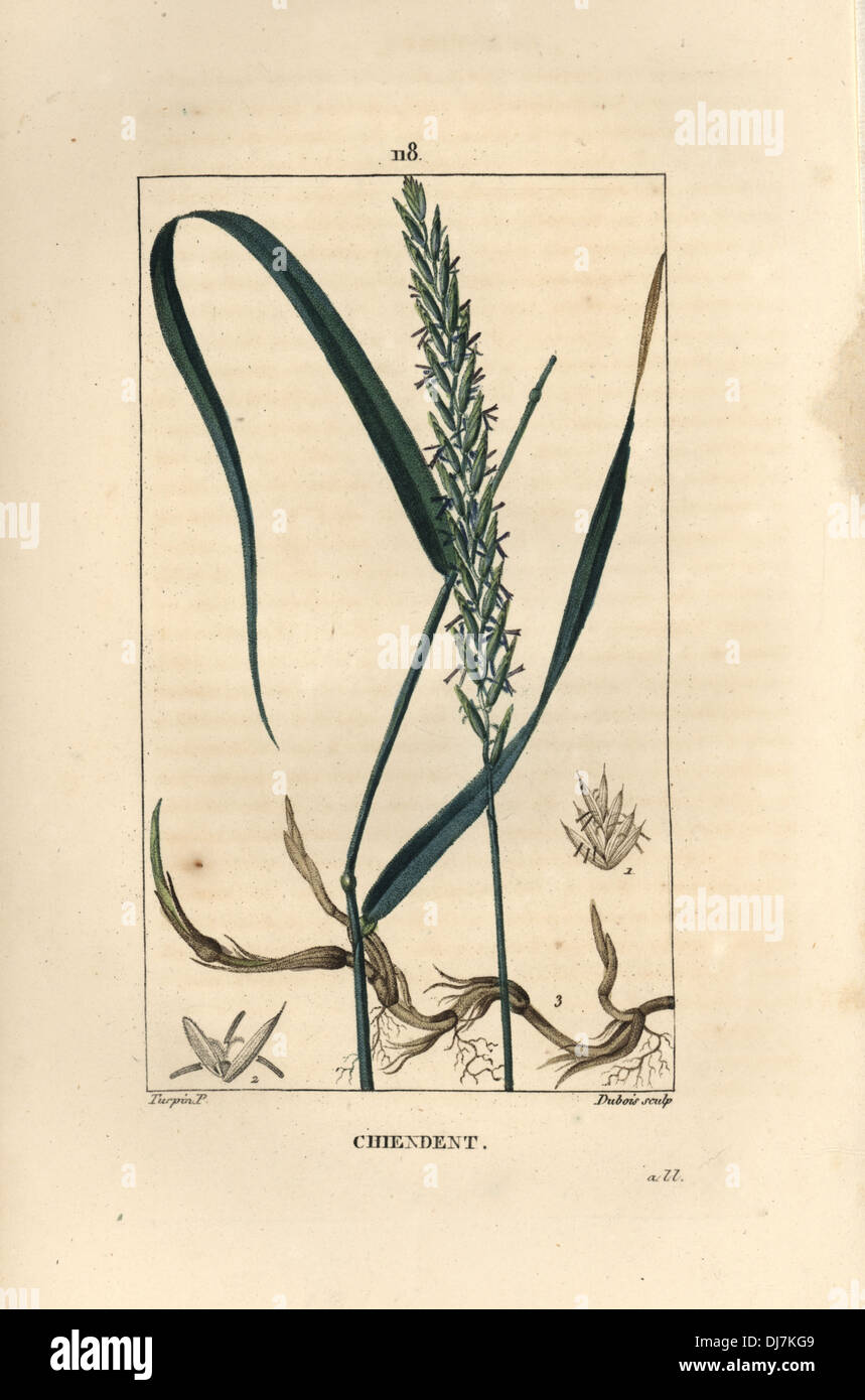 Elymus repens -Fotos und -Bildmaterial in hoher Auflösung – Alamy