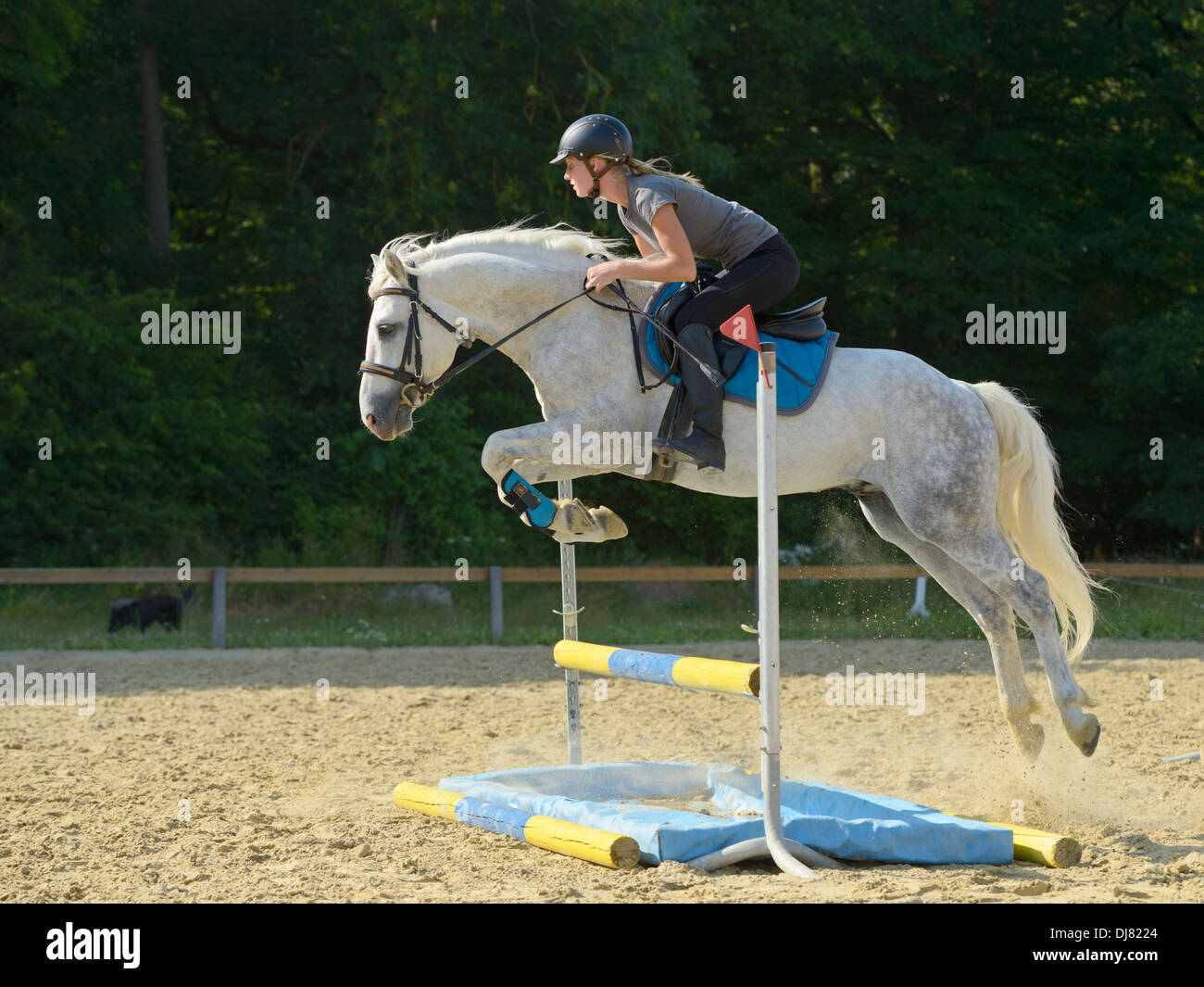 Pony springen zaun -Fotos und -Bildmaterial in hoher Auflösung – Alamy