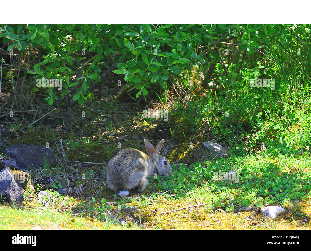 Frightened rabbit -Fotos und -Bildmaterial in hoher Auflösung – Alamy