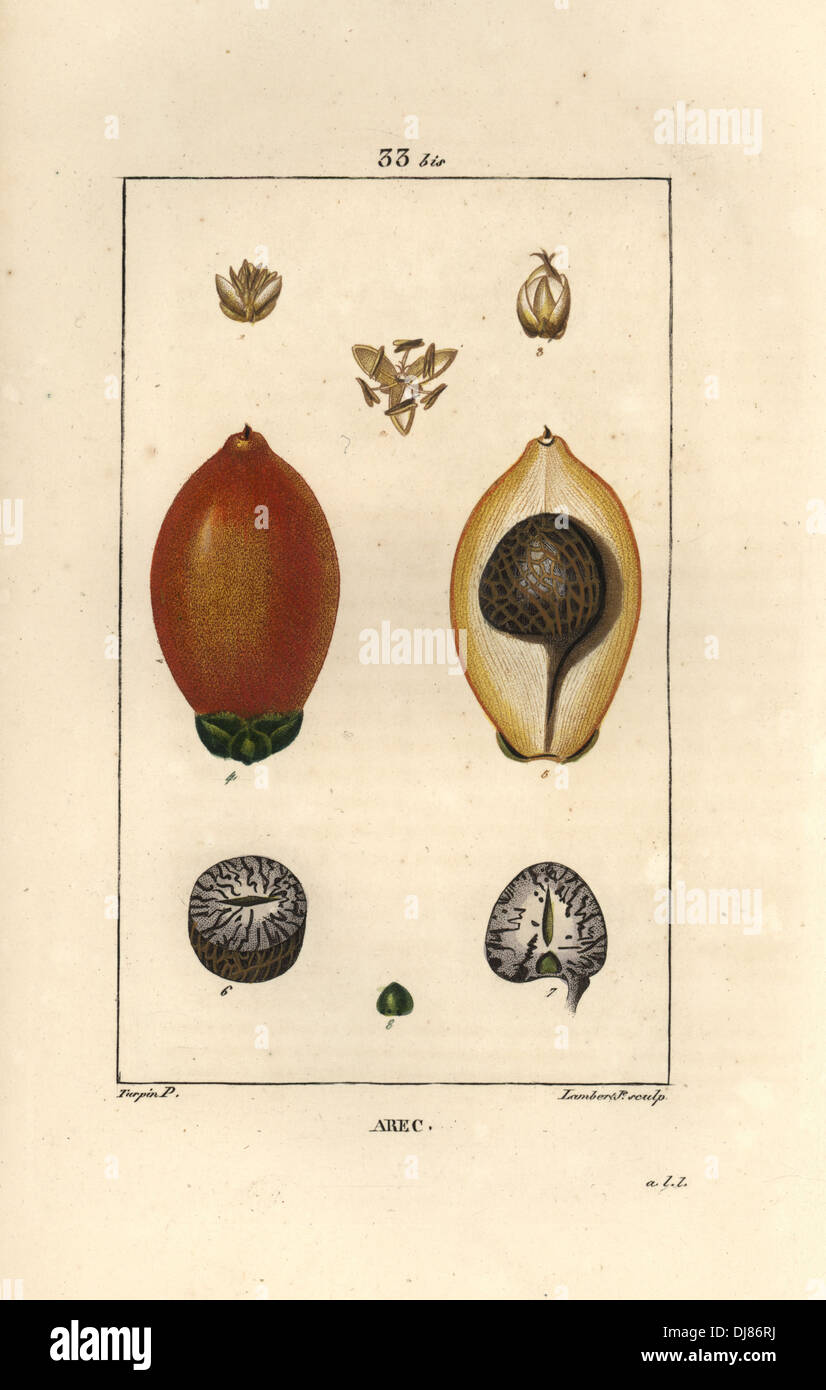 Areca nuss ist der samen der areca palme -Fotos und -Bildmaterial in ...