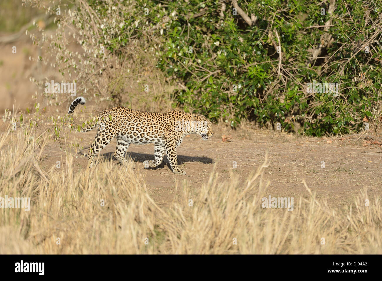 Leopard - Panther (Panthera Pardus) zu Fuß in der Savanne im Lichte der ...