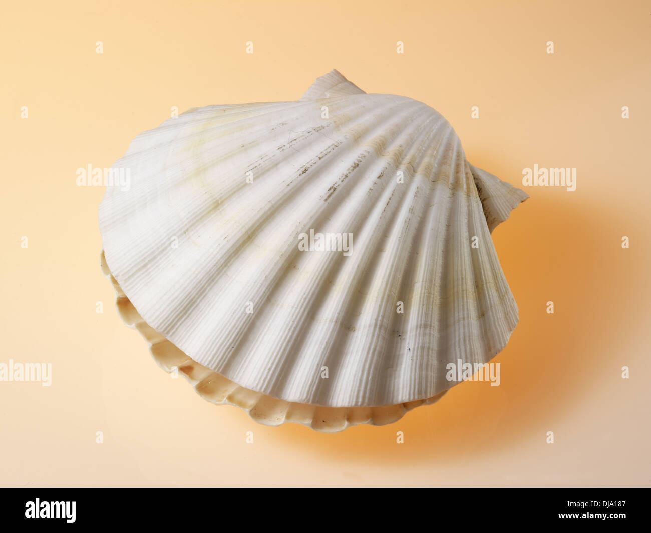 Das pektin -Fotos und -Bildmaterial in hoher Auflösung – Alamy